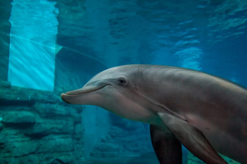 CMA Rescued Resident - Hope - Clearwater Marine Aquarium