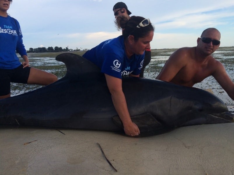 Rescue Mission - Howie (Dolphin) - Clearwater Marine Aquarium