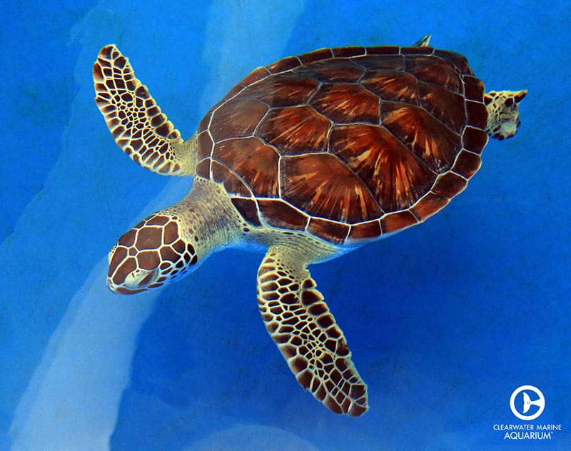 Green Sea Turtle Release - Vulcan - Clearwater Marine Aquarium