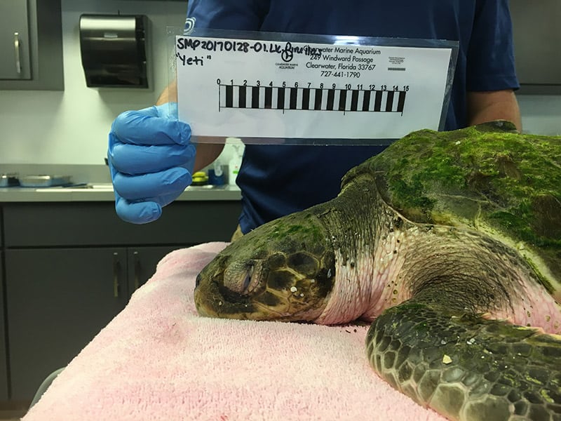 Sea Turtle Hospital Patient - Yeti - Clearwater Marine Aquarium