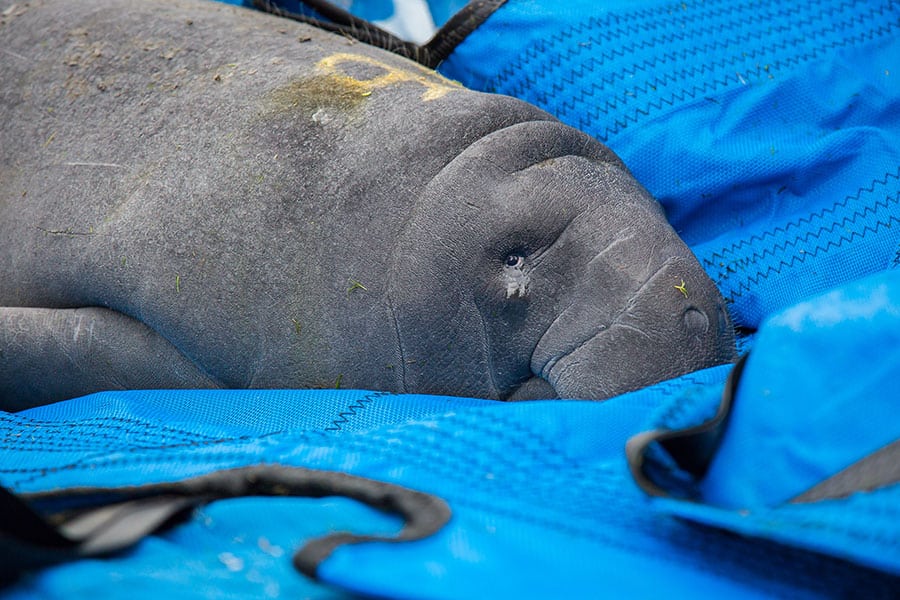 Manatee Appreciation: How We Can Protect Them Together - Clearwater ...