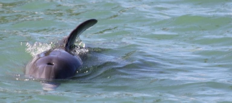 12 Different Dolphin Dorsal Fins - Clearwater Marine Aquarium