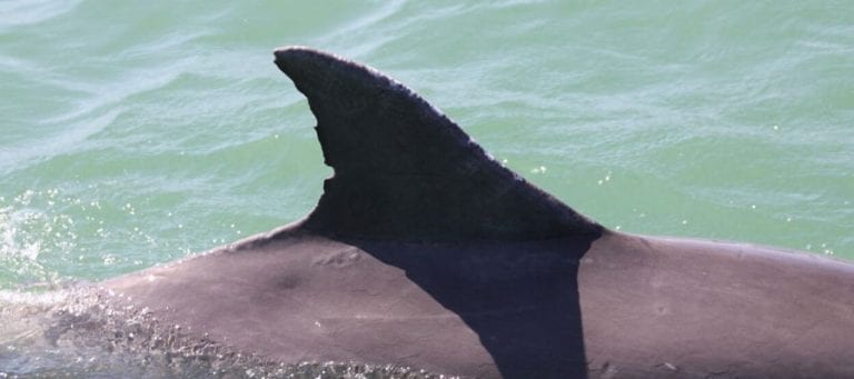 12 Different Dolphin Dorsal Fins - Clearwater Marine Aquarium