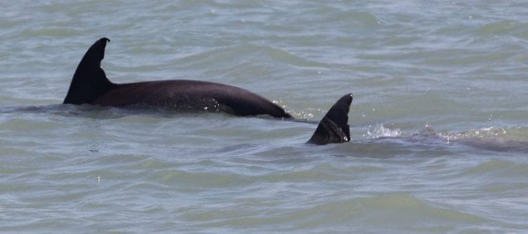 12 Different Dolphin Dorsal Fins - Clearwater Marine Aquarium