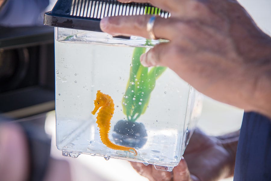 Cheeto the Lucky Seahorse Released - Clearwater Marine Aquarium