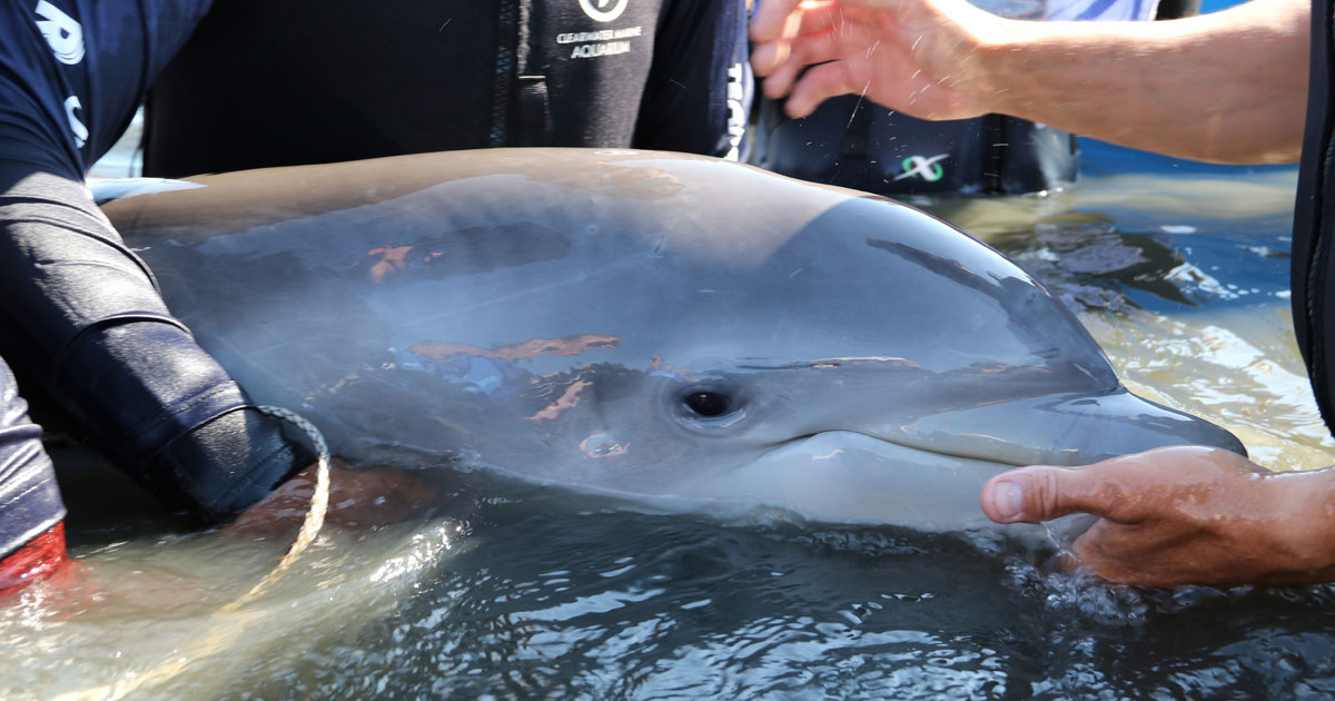 Rescue Mission - Banana River Entangled Dolphin Calf - Clearwater ...