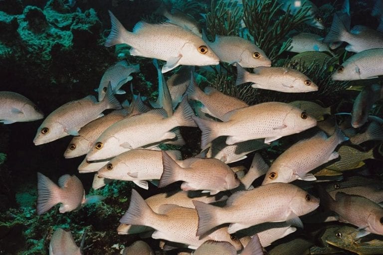 Six Ocean-Friendly Habits to Help Protect Marine Life - Clearwater ...