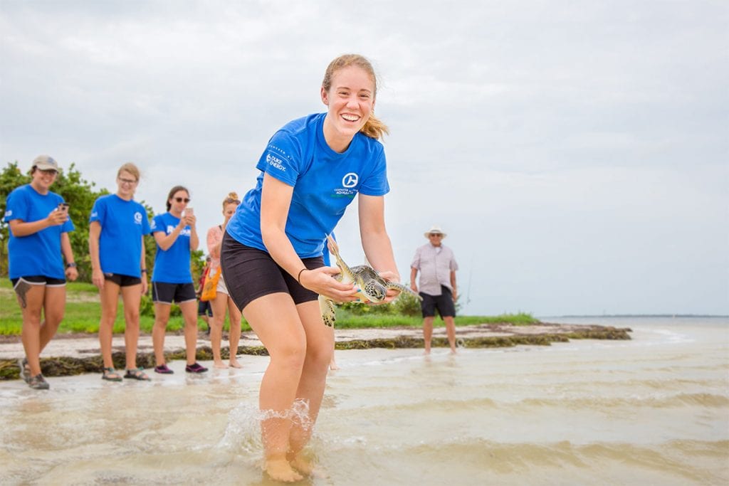Green Sea Turtle Release - Pebbles - Clearwater Marine Aquarium