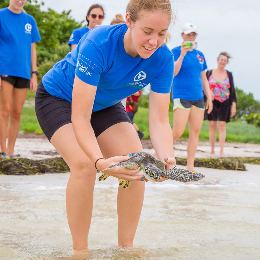 Green Sea Turtle Release - Pebbles - Clearwater Marine Aquarium