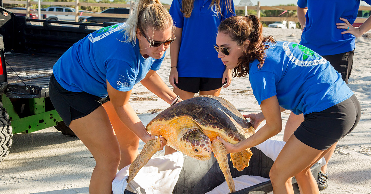 Loggerhead Sea Turtle Release - Waffle Crisp - Clearwater Marine Aquarium