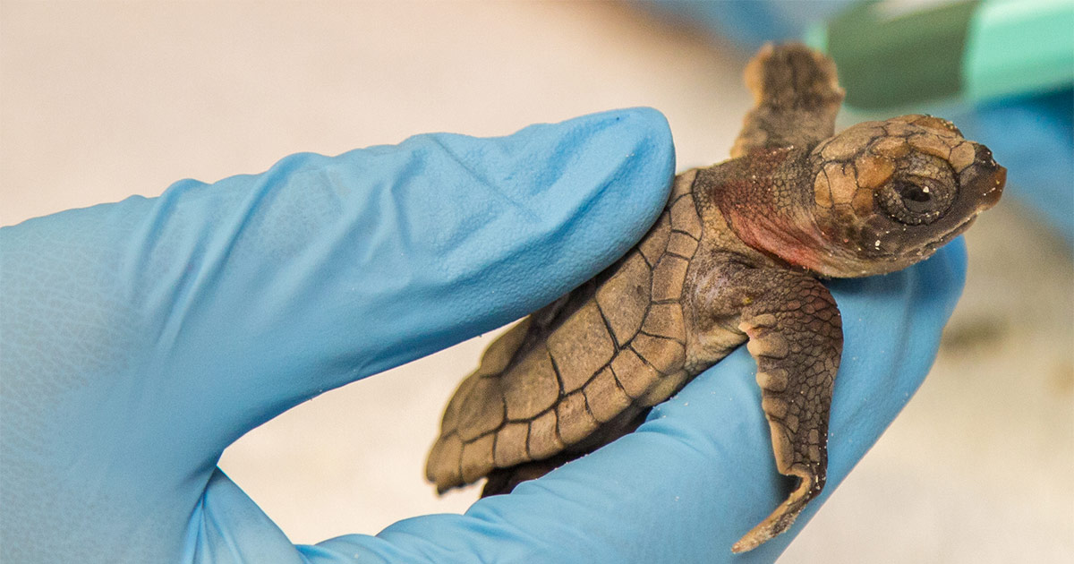 Hatchlings Rescued and Released - Clearwater Marine Aquarium