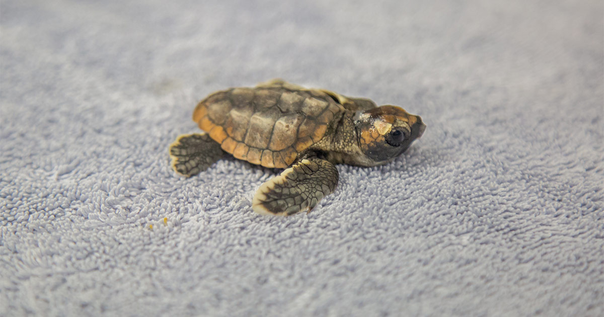 Hatchlings Rescued and Released - Clearwater Marine Aquarium