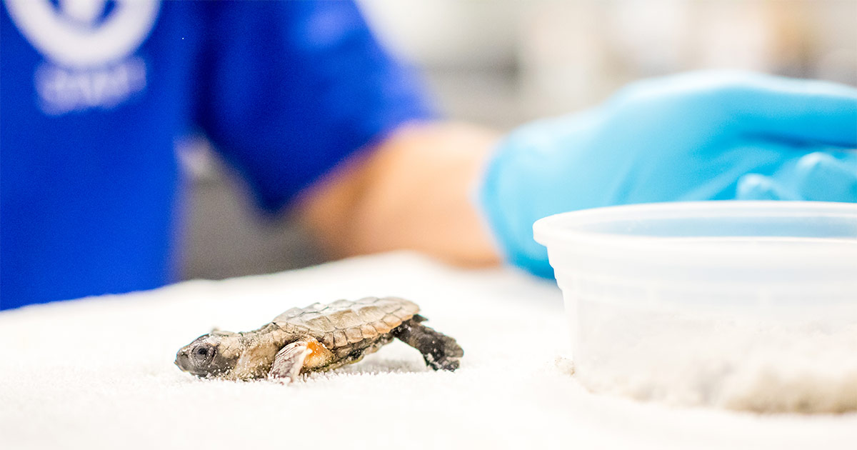 Hatchlings Rescued and Released - Clearwater Marine Aquarium