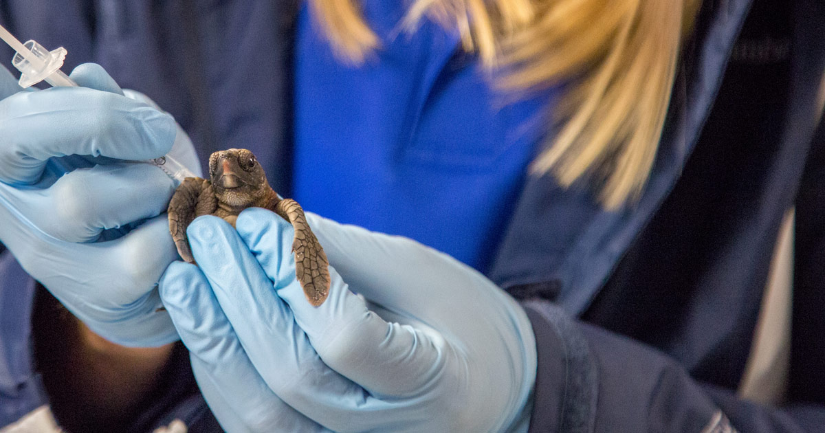 Hatchlings Rescued and Released - Clearwater Marine Aquarium