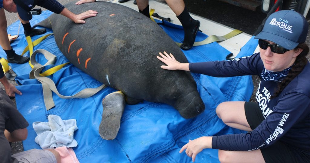 Oldsmar Manatee Rescued and Released with Amputated Flipper ...