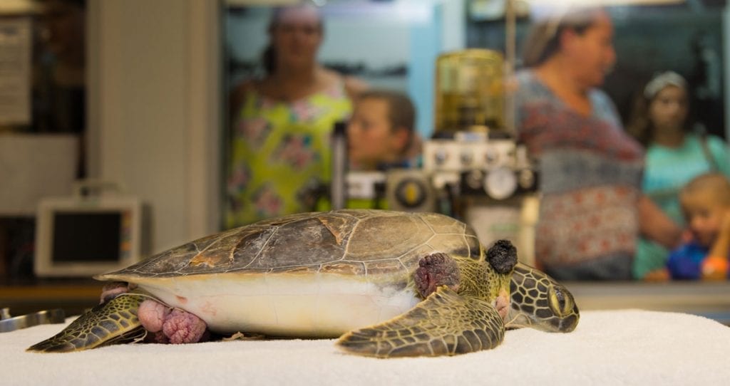 Sea Turtle Hospital Patient - Ivory - Clearwater Marine Aquarium
