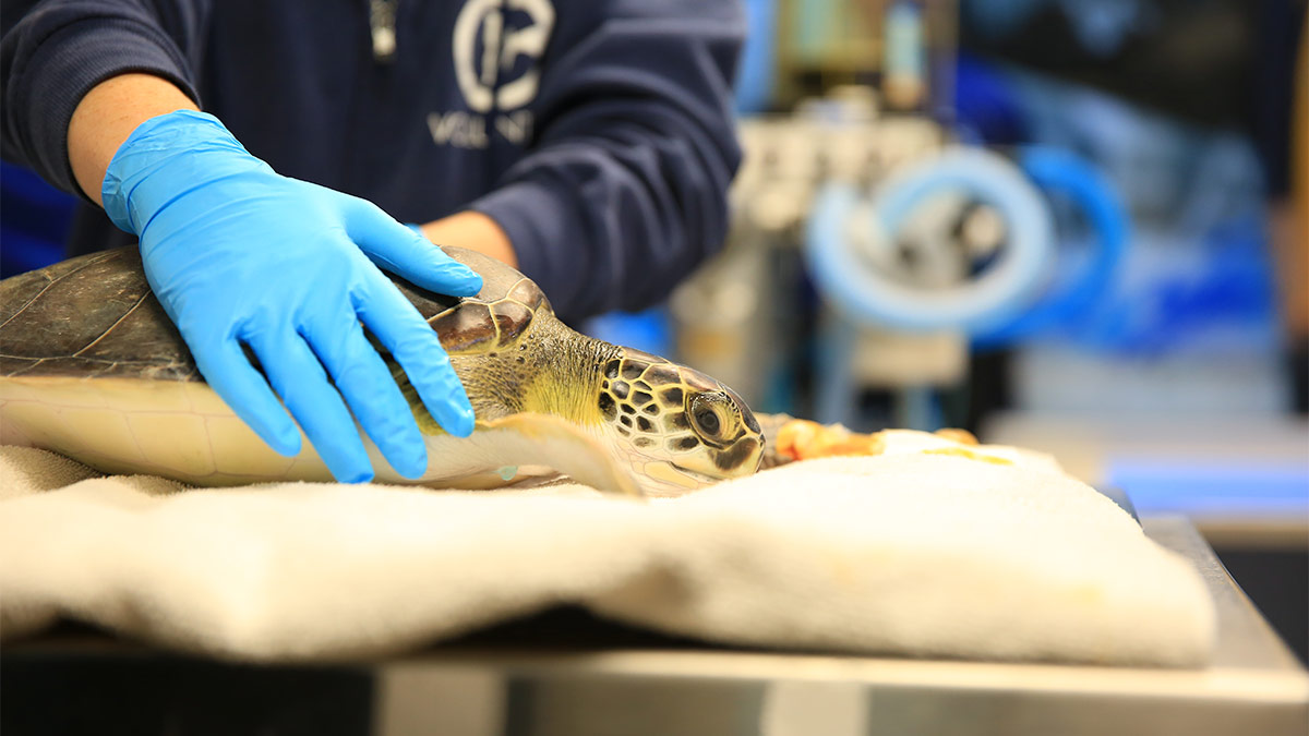 Large Number of Sea Turtles Impacted by Cold Rehabilitated and Ready ...