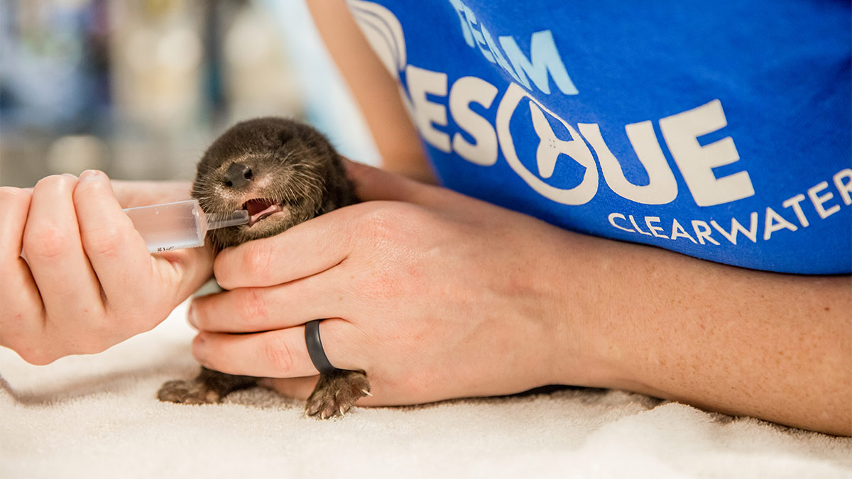 Petunia the Rescued Baby Otter Kit - Clearwater Marine Aquarium