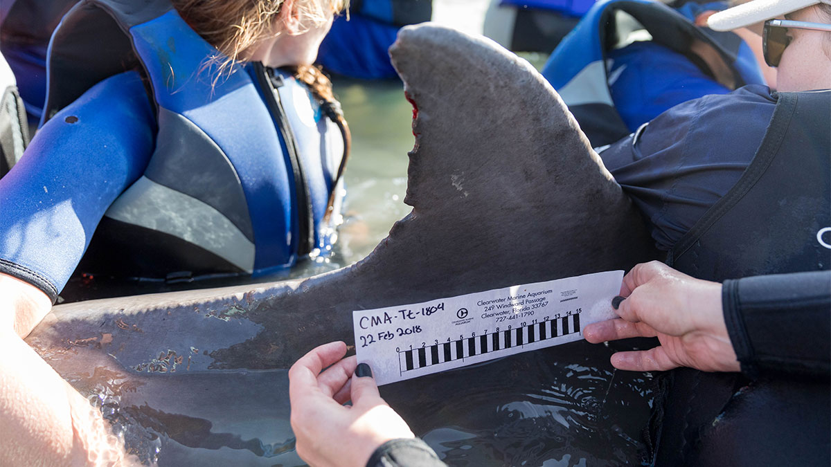 Dolphin Disentangled by Rescue Teams in Clearwater Harbor