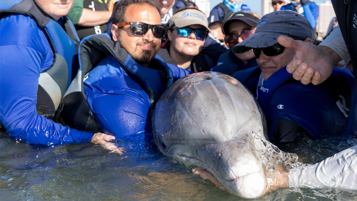 Dolphin Disentangled by Rescue Teams in Clearwater Harbor
