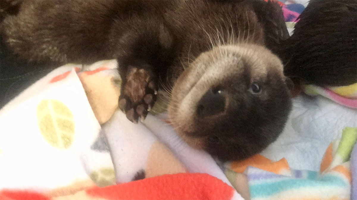 Little Abe the Otter's Rescue Story - Clearwater Marine Aquarium