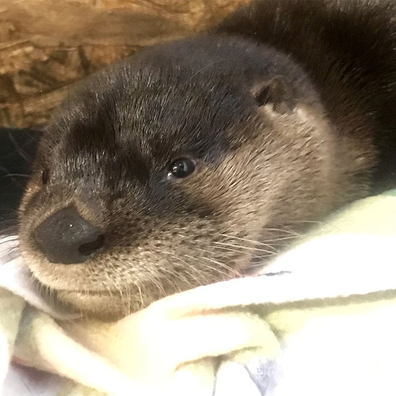 Little Abe the Otter's Rescue Story - Clearwater Marine Aquarium