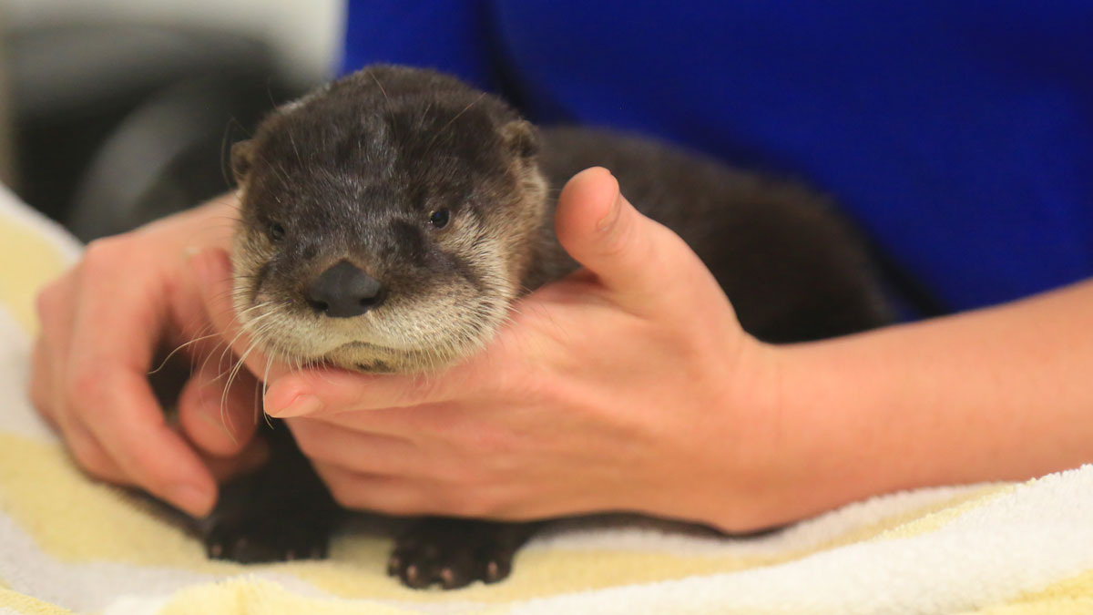 Little Abe the Otter's Rescue Story - Clearwater Marine Aquarium