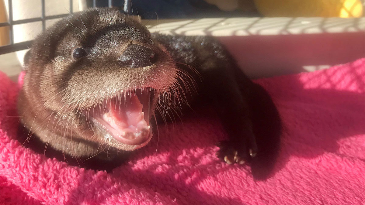 Little Abe the Otter's Rescue Story - Clearwater Marine Aquarium