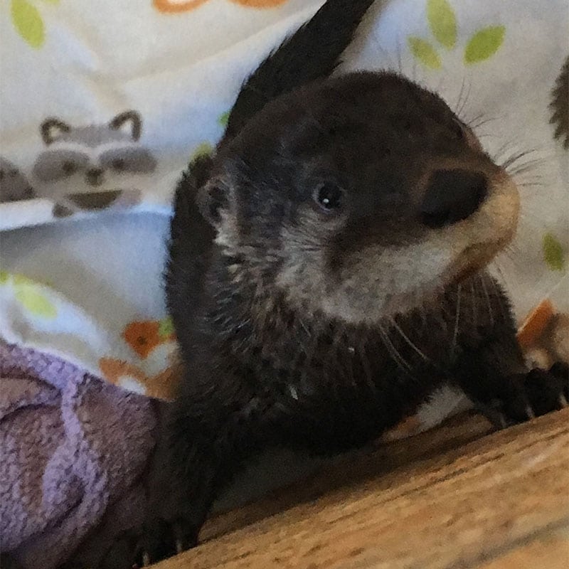 Little Abe the Otter's Rescue Story - Clearwater Marine Aquarium