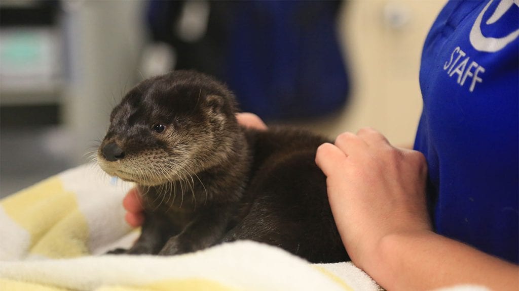 Otter Kit Season - Clearwater Marine Aquarium
