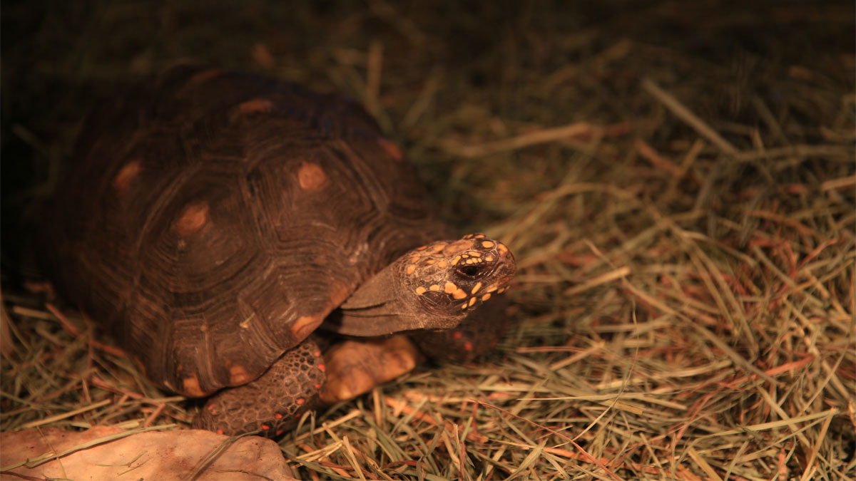 Meet the Rescued Tortoises at Reptilepalooza - Clearwater Marine Aquarium