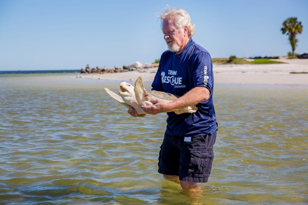 Three Sea Turtles Released at Fred Howard Park - Clearwater Marine Aquarium