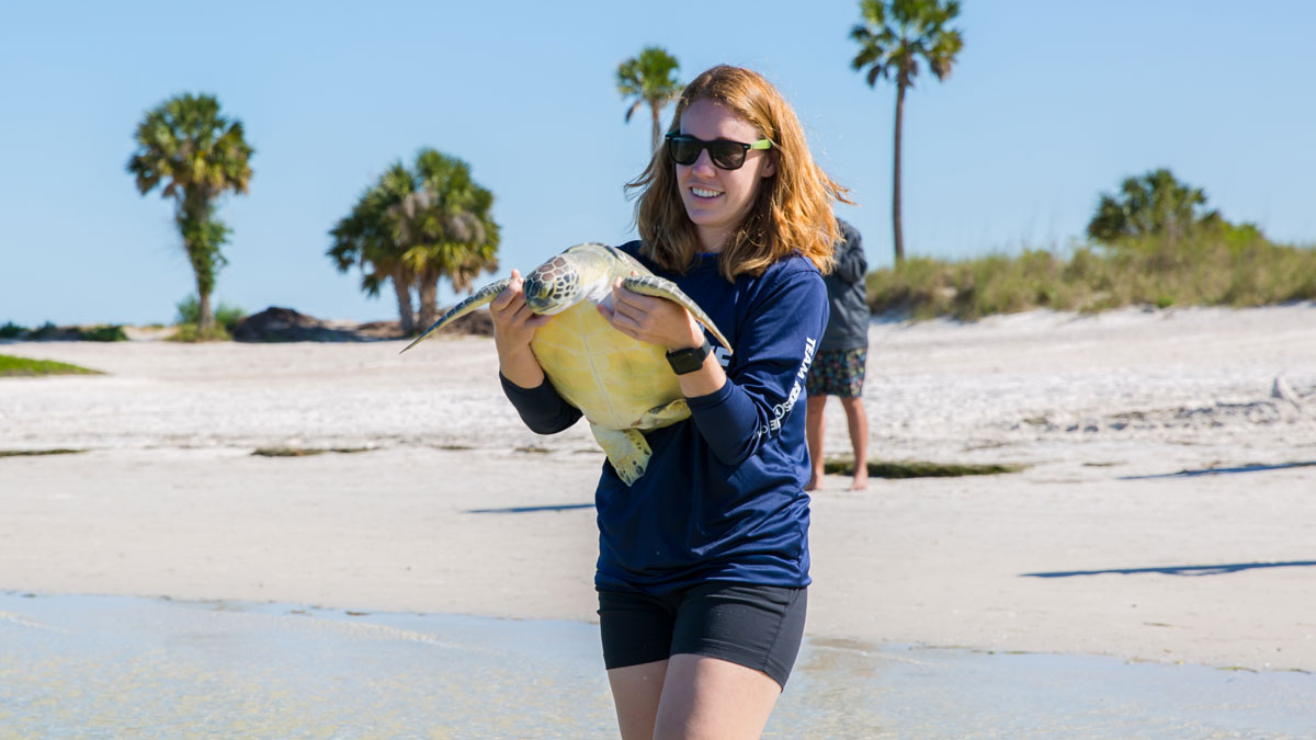 Three Sea Turtles Released at Fred Howard Park - Clearwater Marine Aquarium