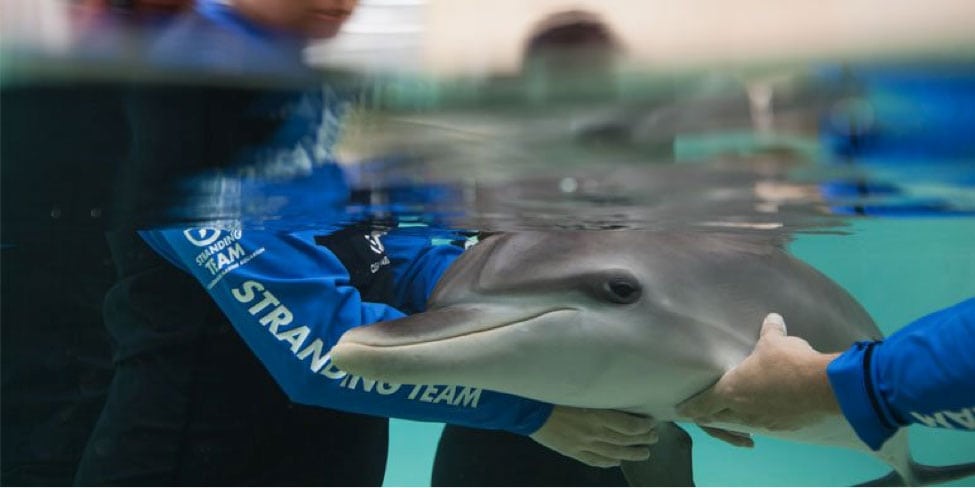 How the Rescue Team Responds to Marine Life | Clearwater Marine Aquarium