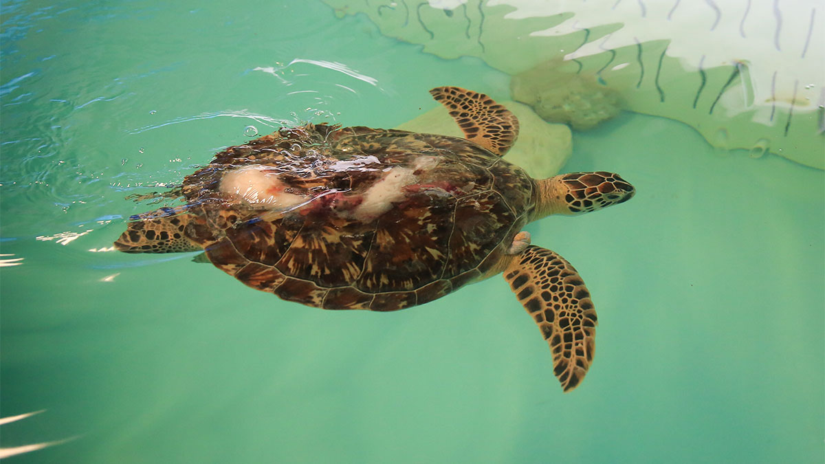 Sea Turtle Hospital Patient - Kraft - Clearwater Marine Aquarium