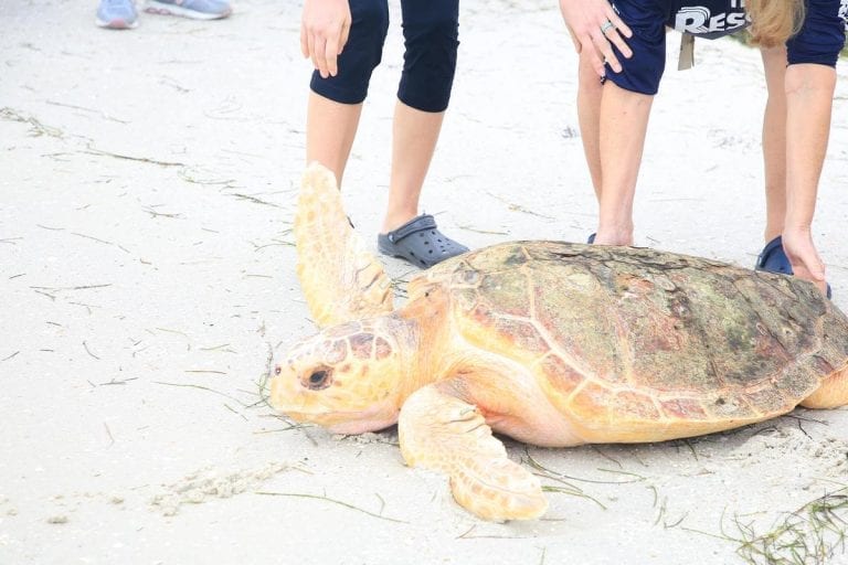 Loggerhead Sea Turtle Release at Fred Howard Park - Wiley - CMA