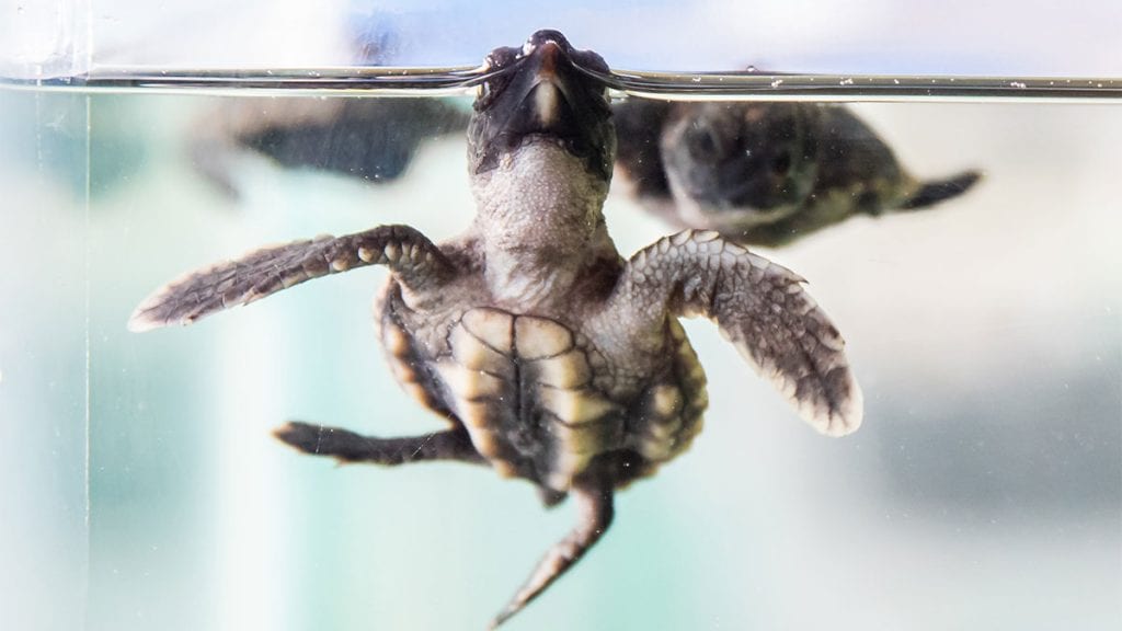 Baby Sea Turtles Rescued From Swimming Pool - Clearwater Marine Aquarium