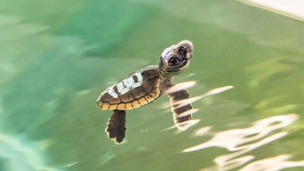 Baby Sea Turtles Rescued From Swimming Pool - Clearwater Marine Aquarium