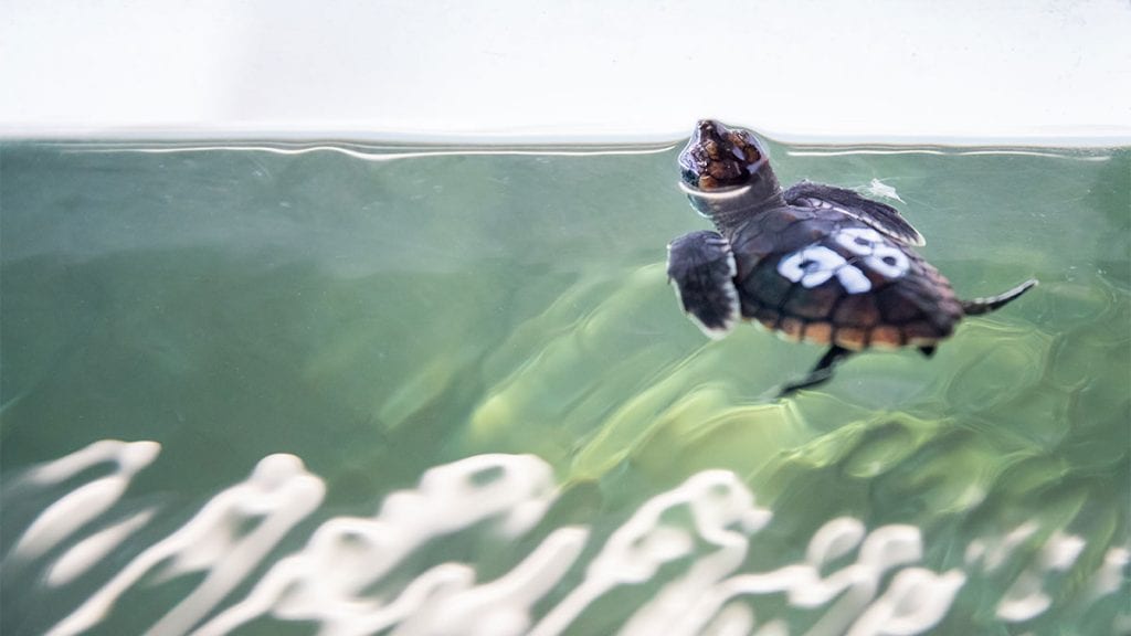 Baby Sea Turtles Rescued From Swimming Pool - Clearwater Marine Aquarium