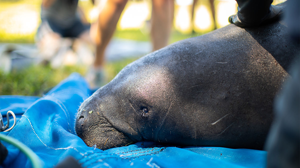 Three Trapped Manatees Relocated from Oldsmar Retention Pond ...