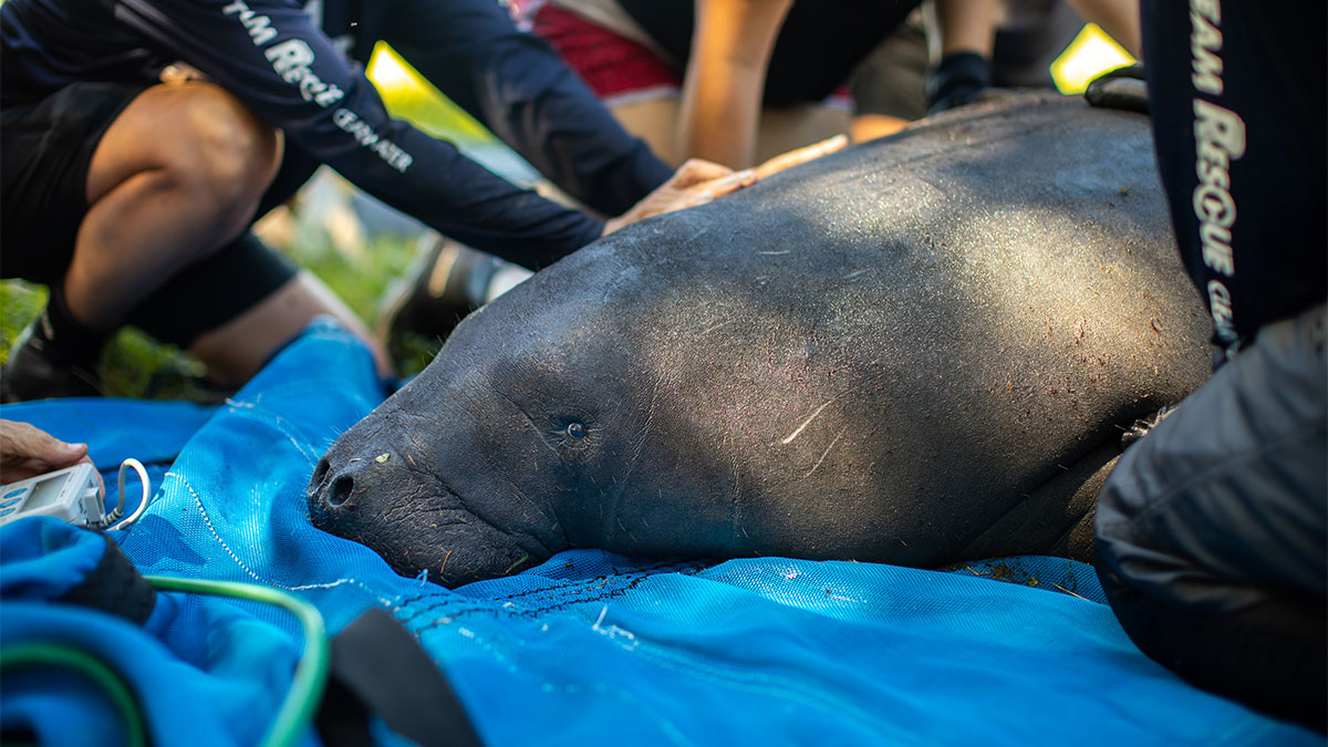 Three Trapped Manatees Relocated from Oldsmar Retention Pond ...