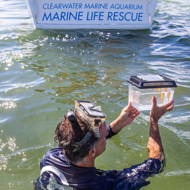 Ruffles the Rescued Seahorse Goes Home - Clearwater Marine Aquarium