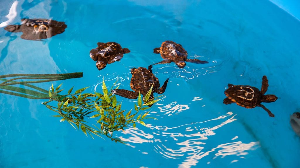 Over 30 Baby Sea Turtles Go Back to the Ocean - Clearwater Marine Aquarium
