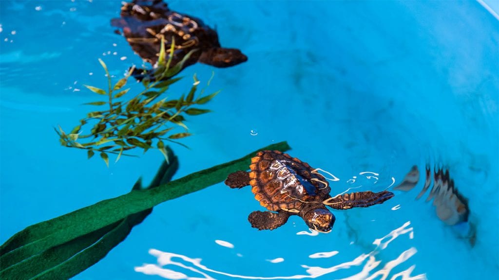 Over 30 Baby Sea Turtles Go Back to the Ocean - Clearwater Marine Aquarium