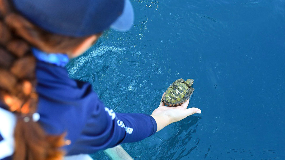 Over 30 Baby Sea Turtles Go Back to the Ocean - Clearwater Marine Aquarium