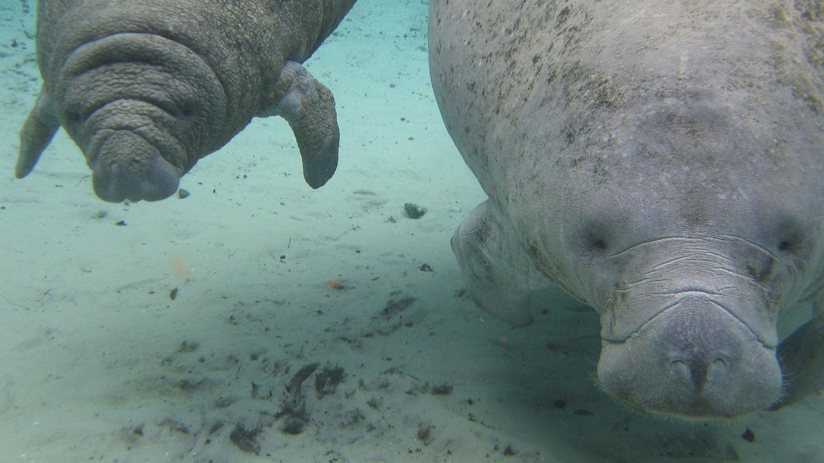 Manatee Research - CMA Research Institute