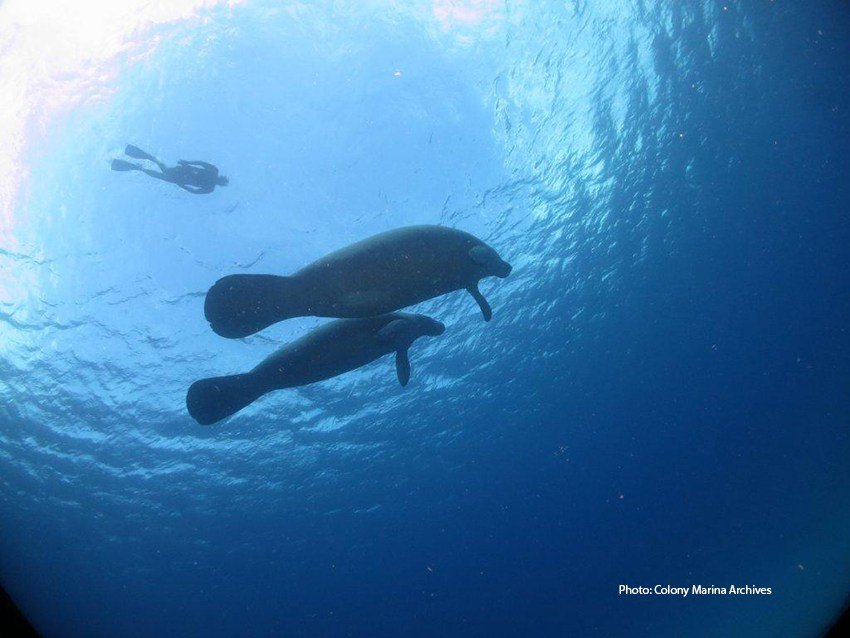 Expeditions - Manatee Research Trips | CMA Research Institute