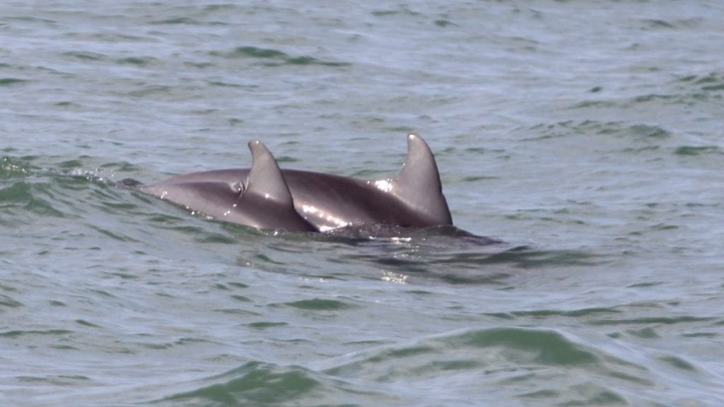 Wild Dolphins Observed With Dorsal Fin Injuries - Clearwater Marine ...