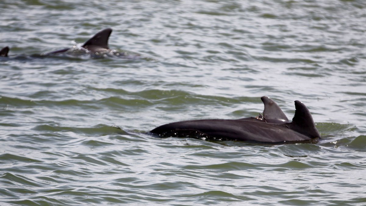 Wild Dolphins Observed With Dorsal Fin Injuries - Clearwater Marine ...