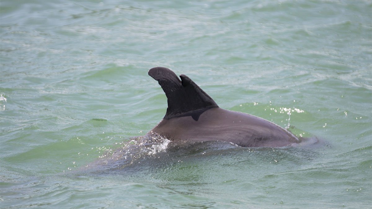 Wild Dolphins Observed With Dorsal Fin Injuries - Clearwater Marine ...